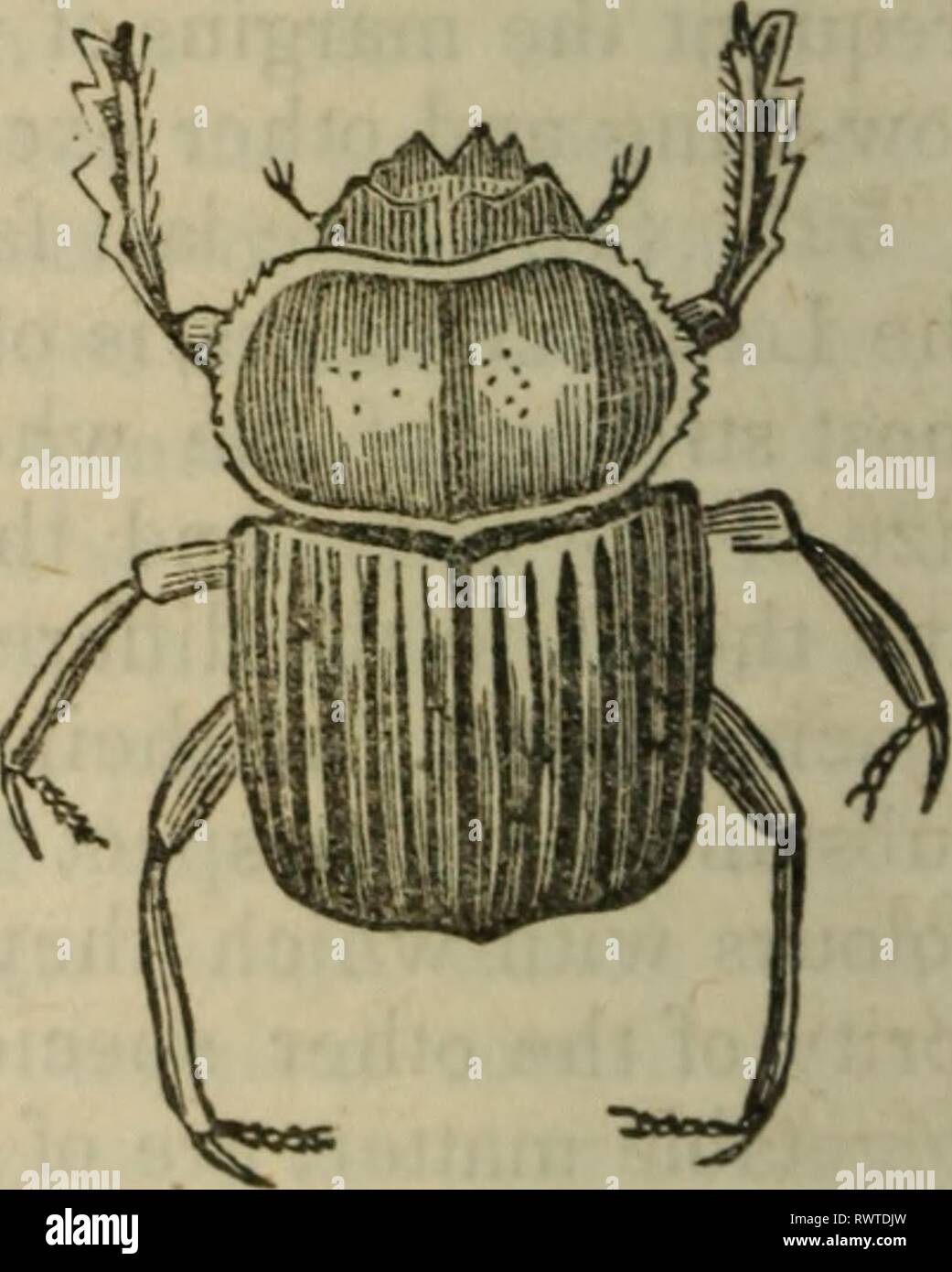 Elements of zoology, or, Natural Stock Photo - Alamy