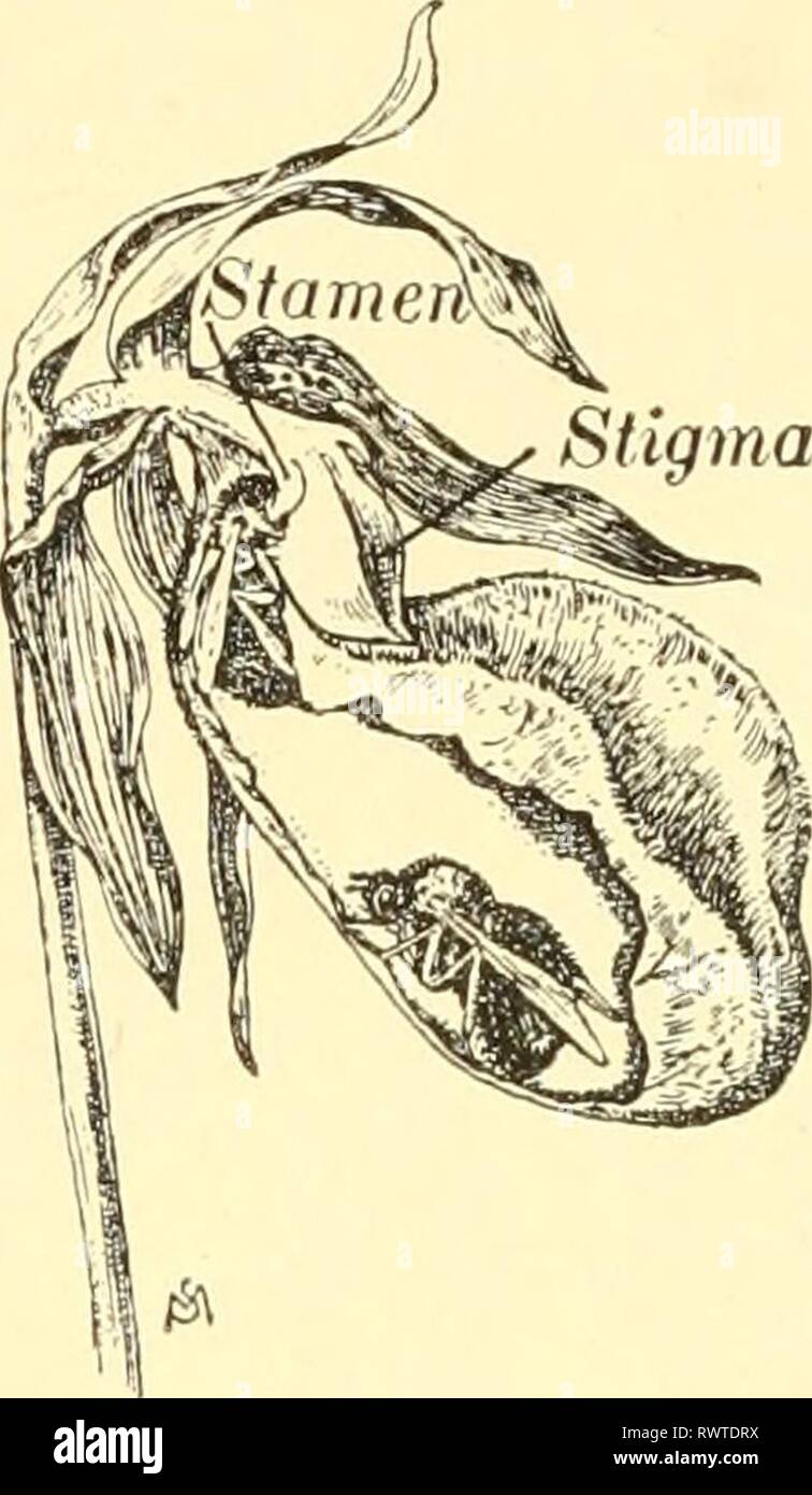 Elementary biology introduction hi-res stock photography and images - Alamy