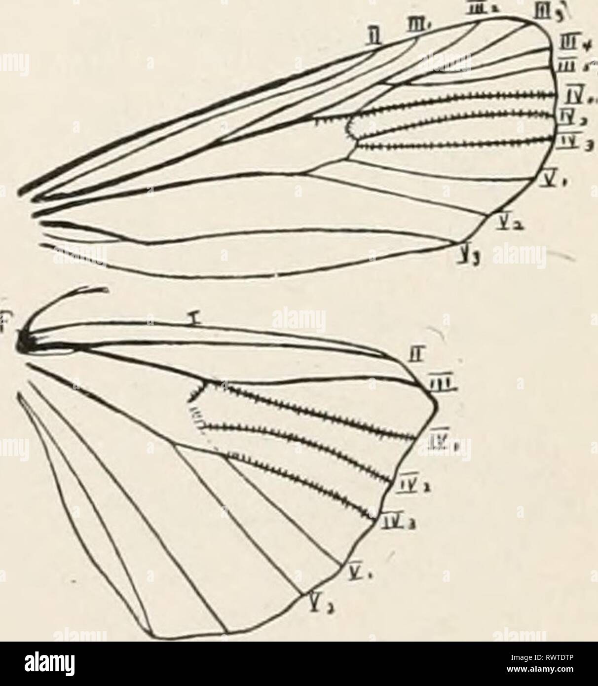 Frenulum hi-res stock photography and images - Alamy