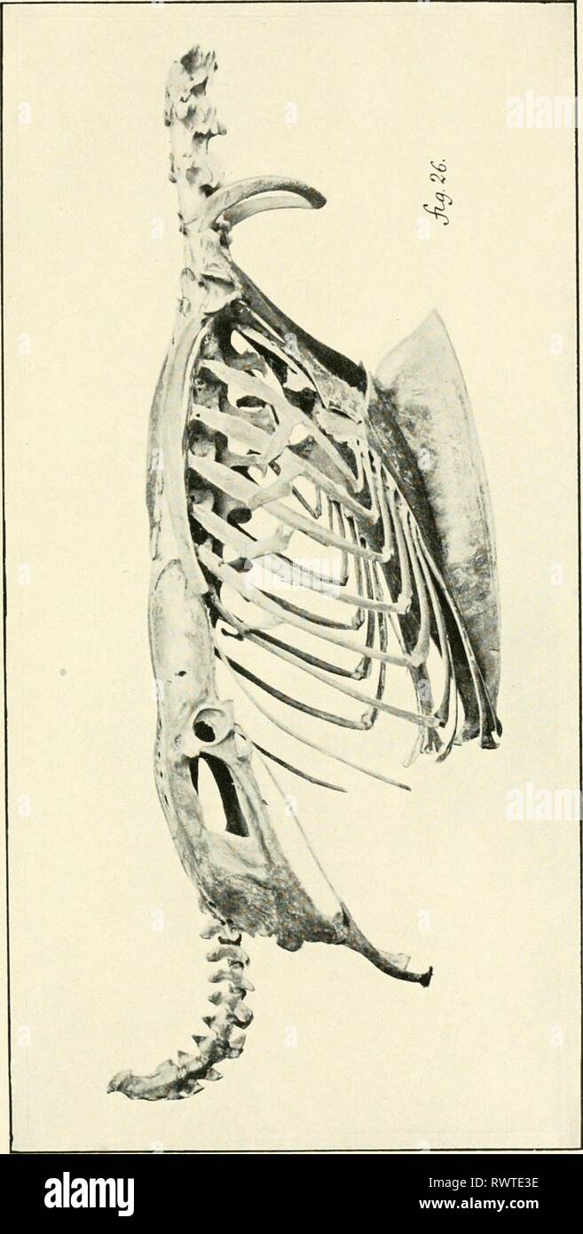 The Emu official organ Stock Photo - Alamy