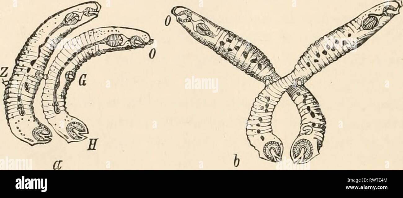 Diplozoon High Resolution Stock Photography and Images - Alamy