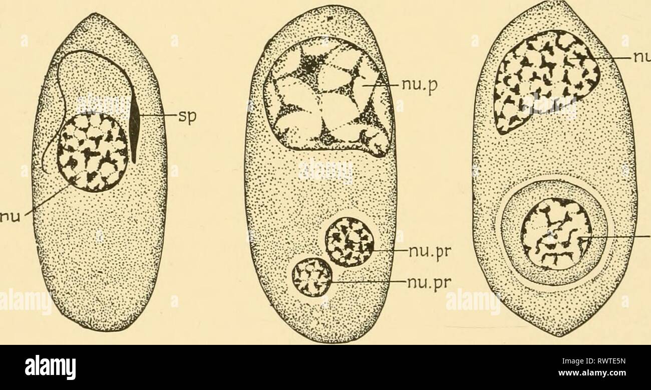 Embryology of insects and myriapods Stock Photo - Alamy
