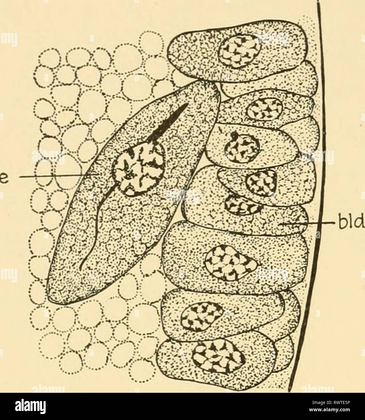 Embryology insects hi-res stock photography and images - Alamy