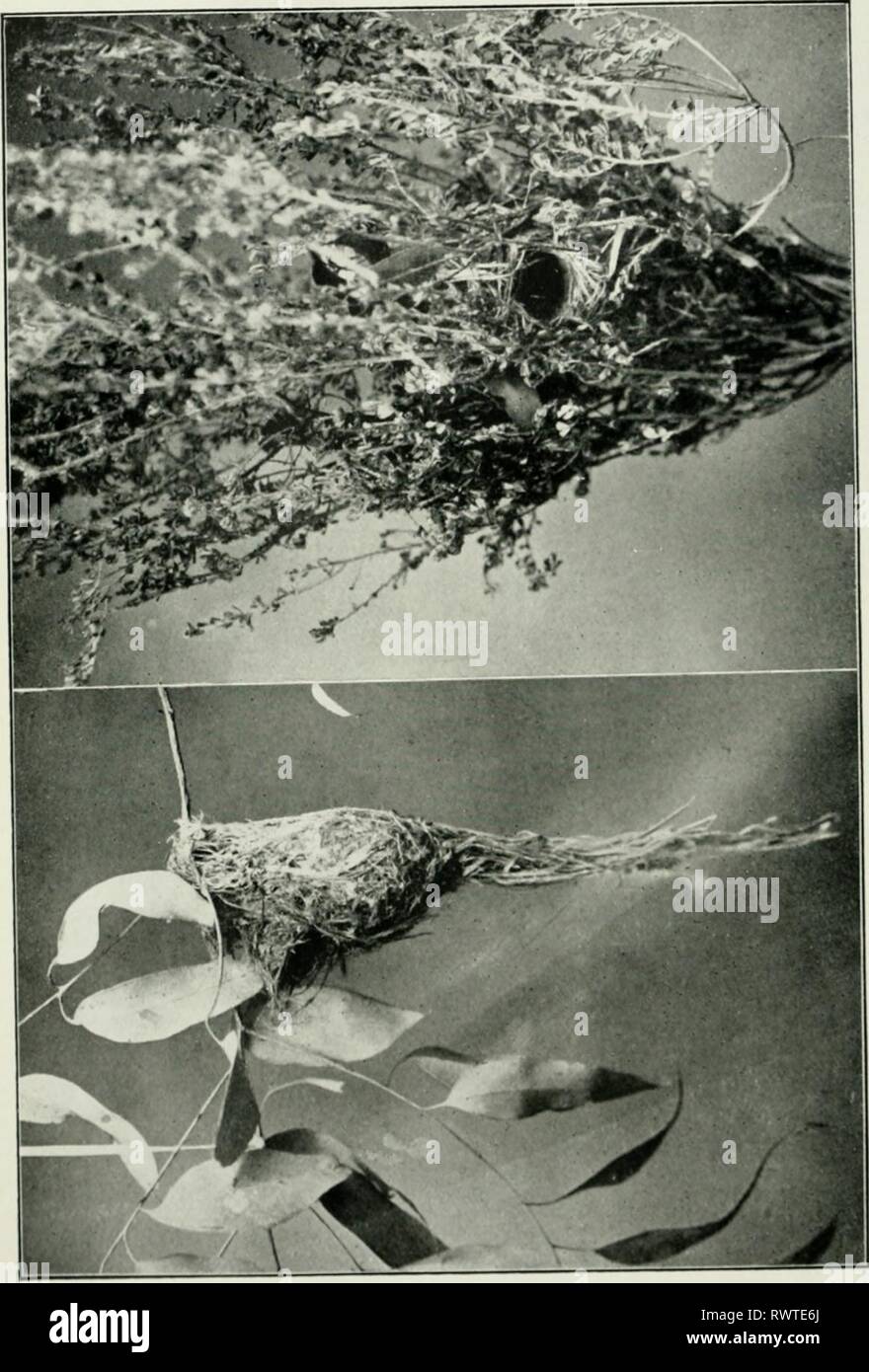 The Emu (1901) The Emu emu22aust Year: 1901 THK EMU, Vol. XXII. PLATE ...