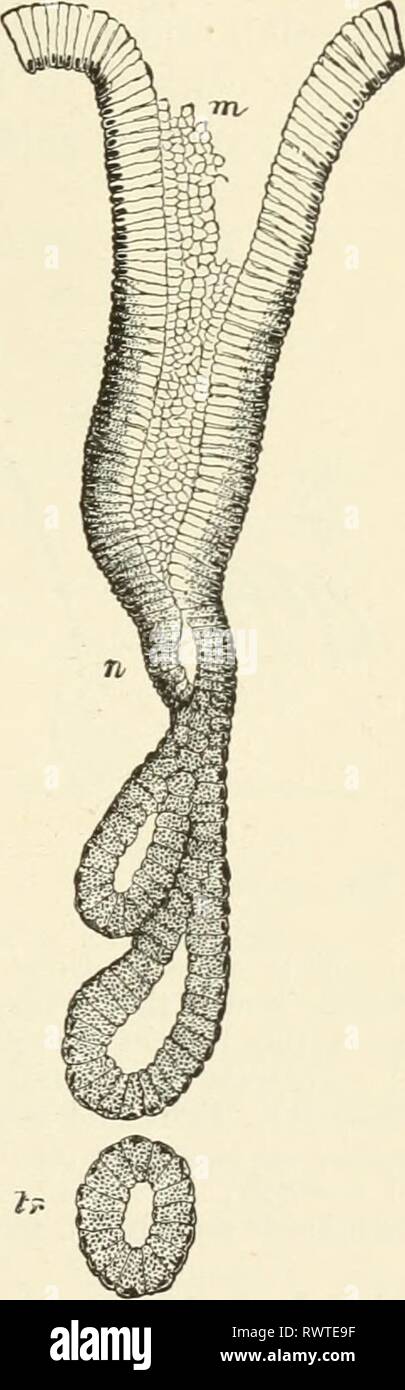 Elements of human physiology (1907 Stock Photo - Alamy