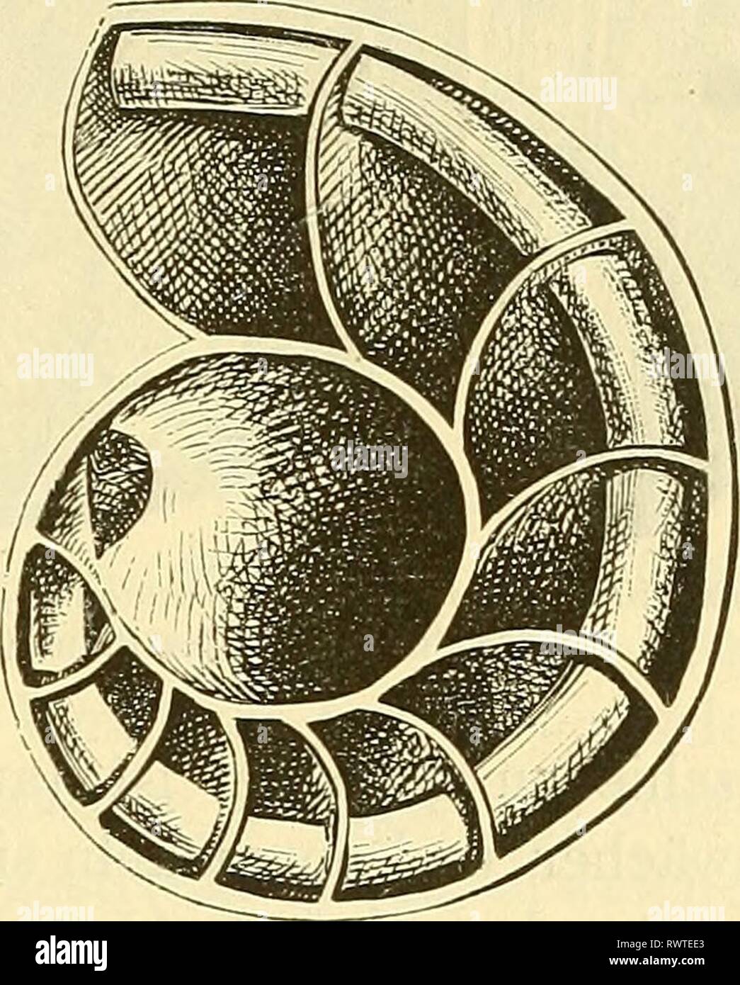 Amaltheus sp hi-res stock photography and images - Alamy