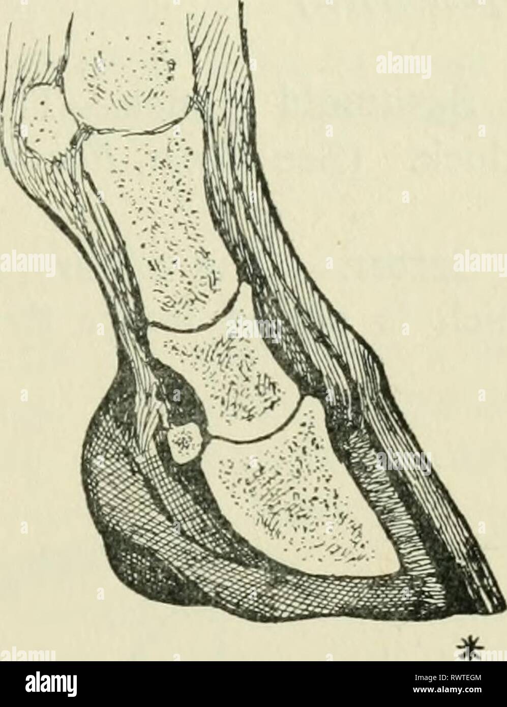 Horse foot anatomy hi-res stock photography and images - Alamy