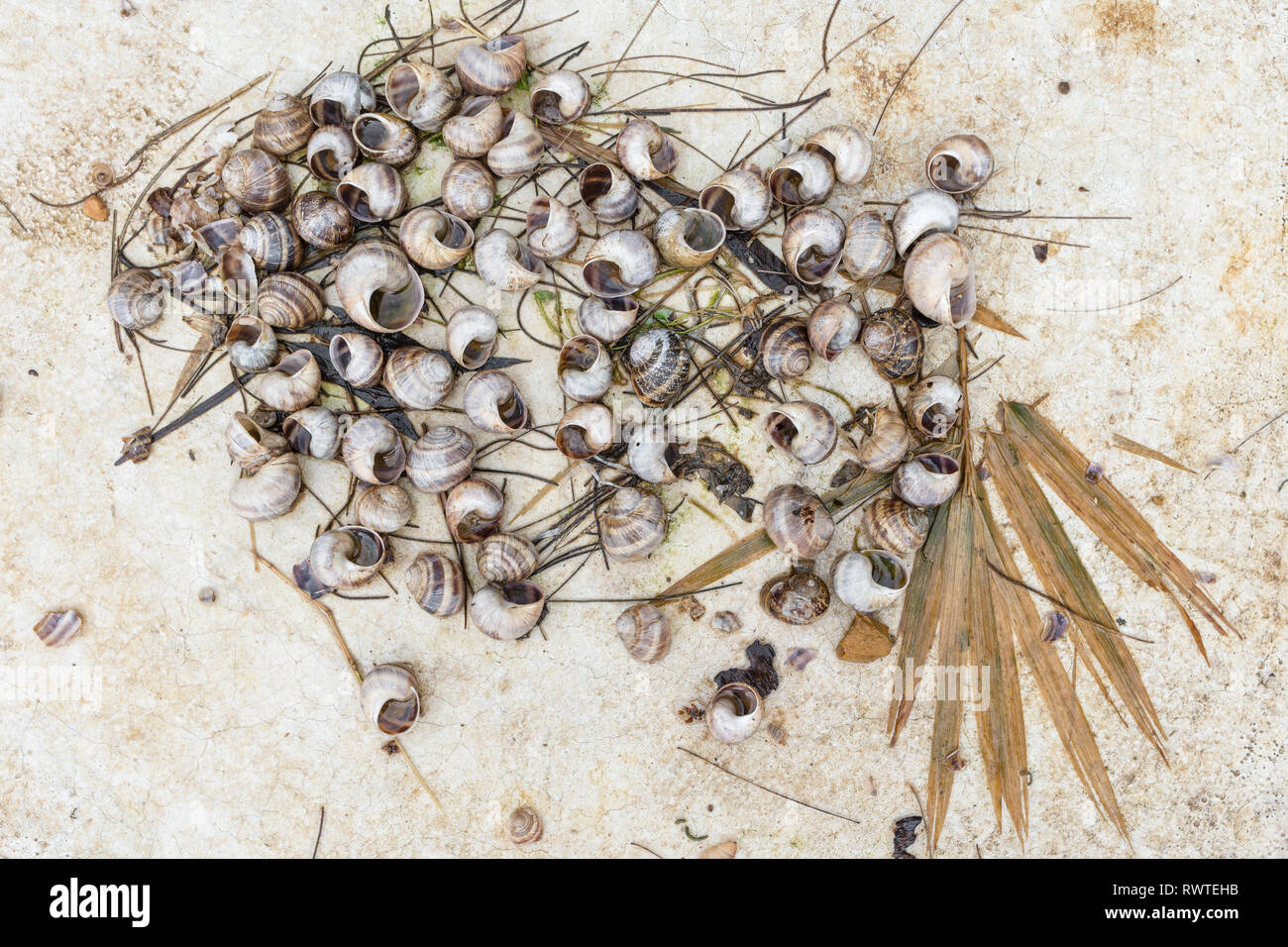 Group of snail shells laying on the ground Stock Photo - Alamy