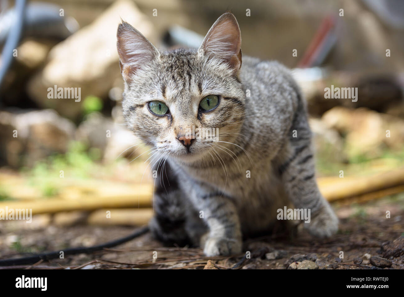 Look cat hi-res stock photography and images - Alamy