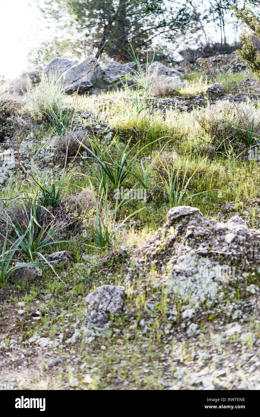 Morning dew forest wild herbs plants and grass Stock Photo - Alamy