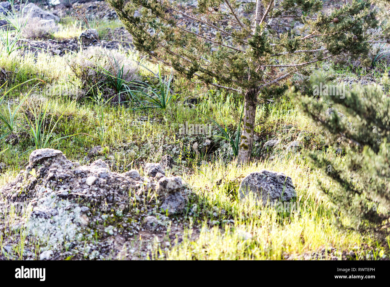 Morning dew forest wild herbs plants and grass Stock Photo - Alamy