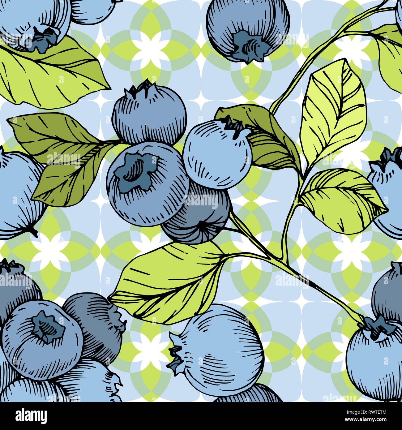 Vector Blueberry green and blue engraved ink art. Berries and green ...