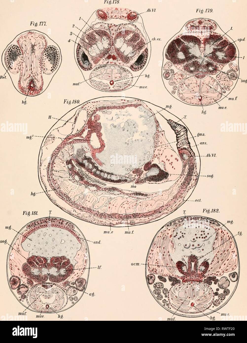 The Embryology And Metamorphosis Of The Macroura | Ultimate Review [8 ...