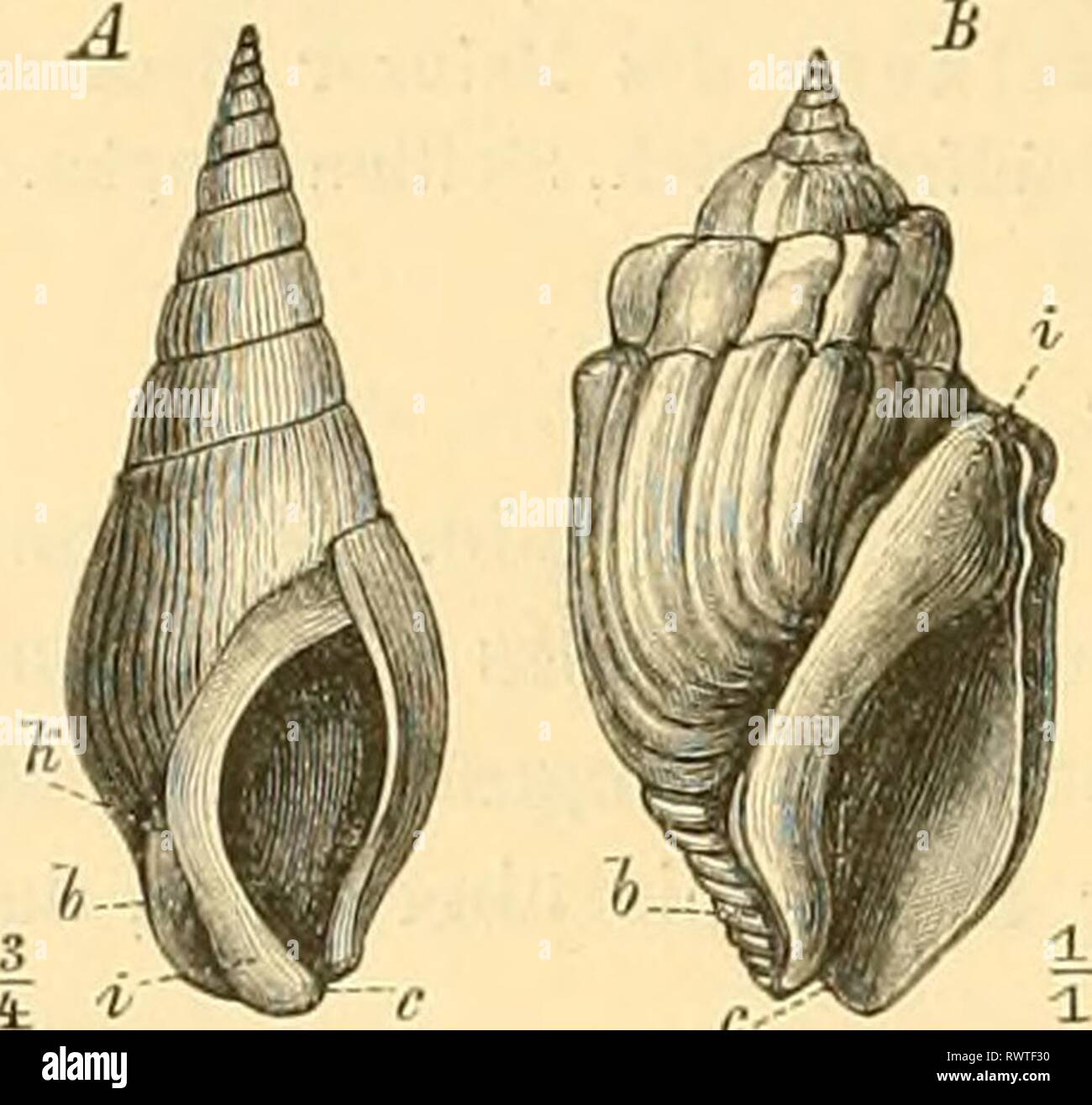 Escheri hi-res stock photography and images - Alamy