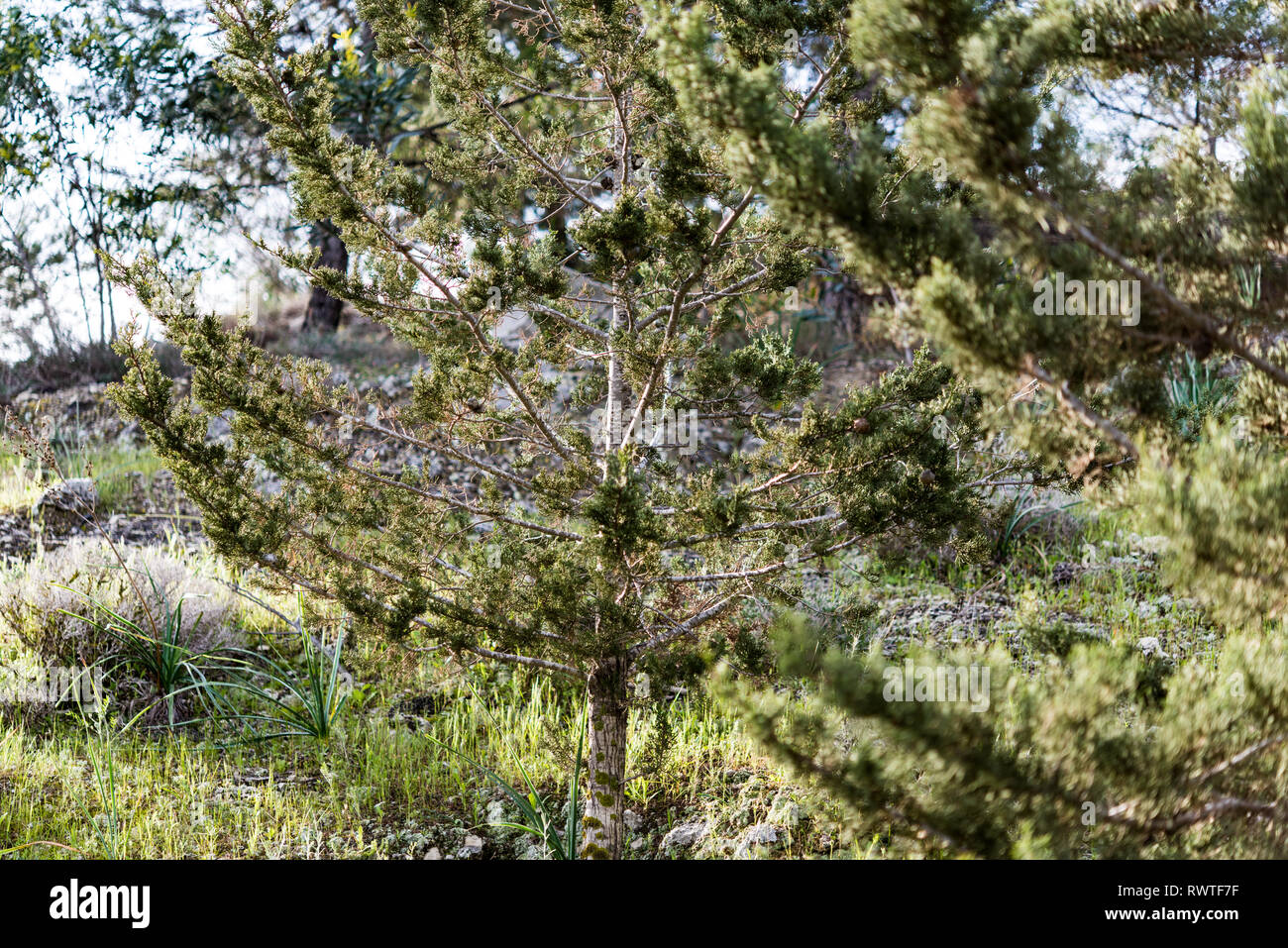 Morning dew forest wild herbs plants and grass Stock Photo - Alamy