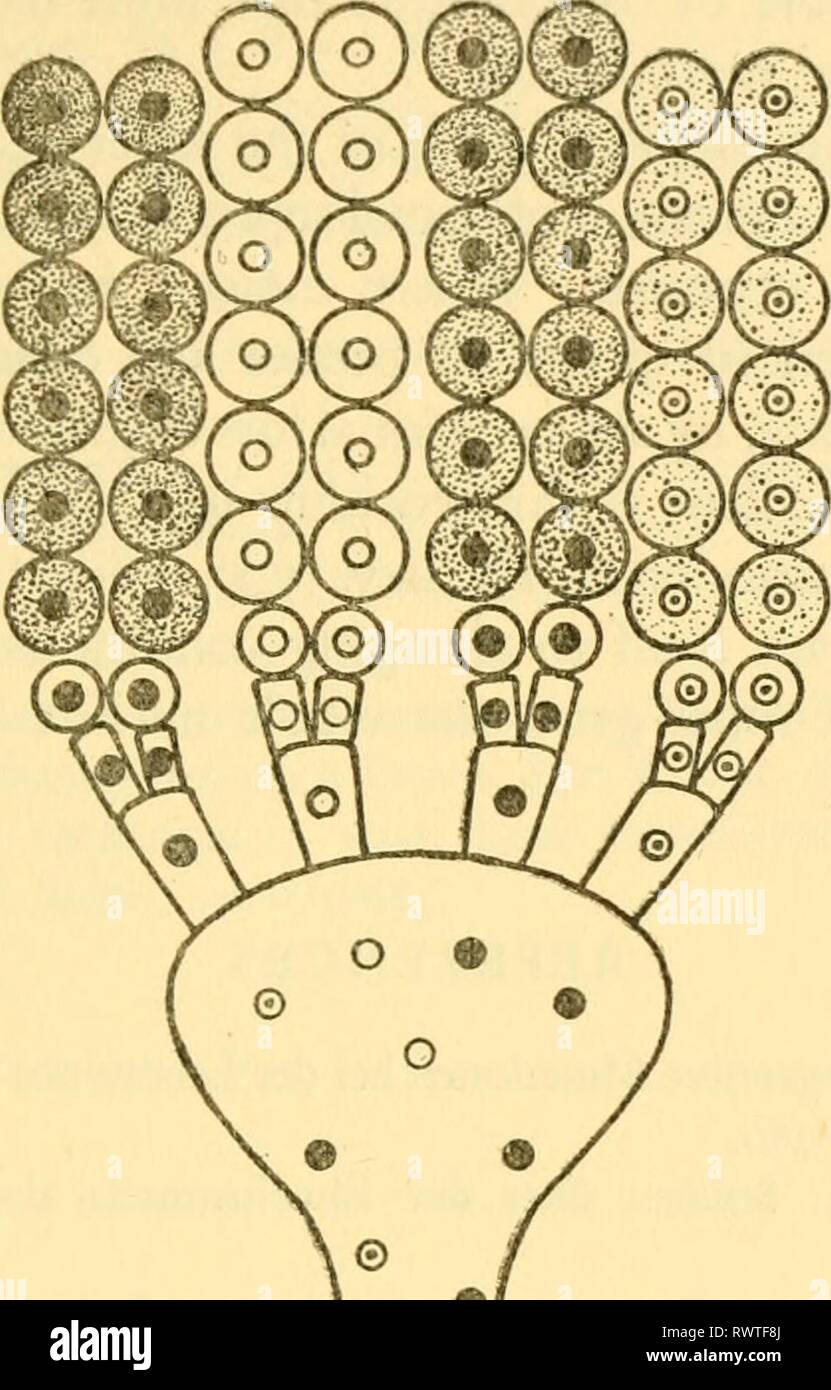 The elements of genetics (1950 Stock Photo - Alamy