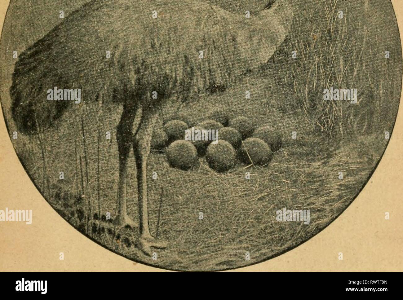 The Emu (1901 Stock Photo - Alamy