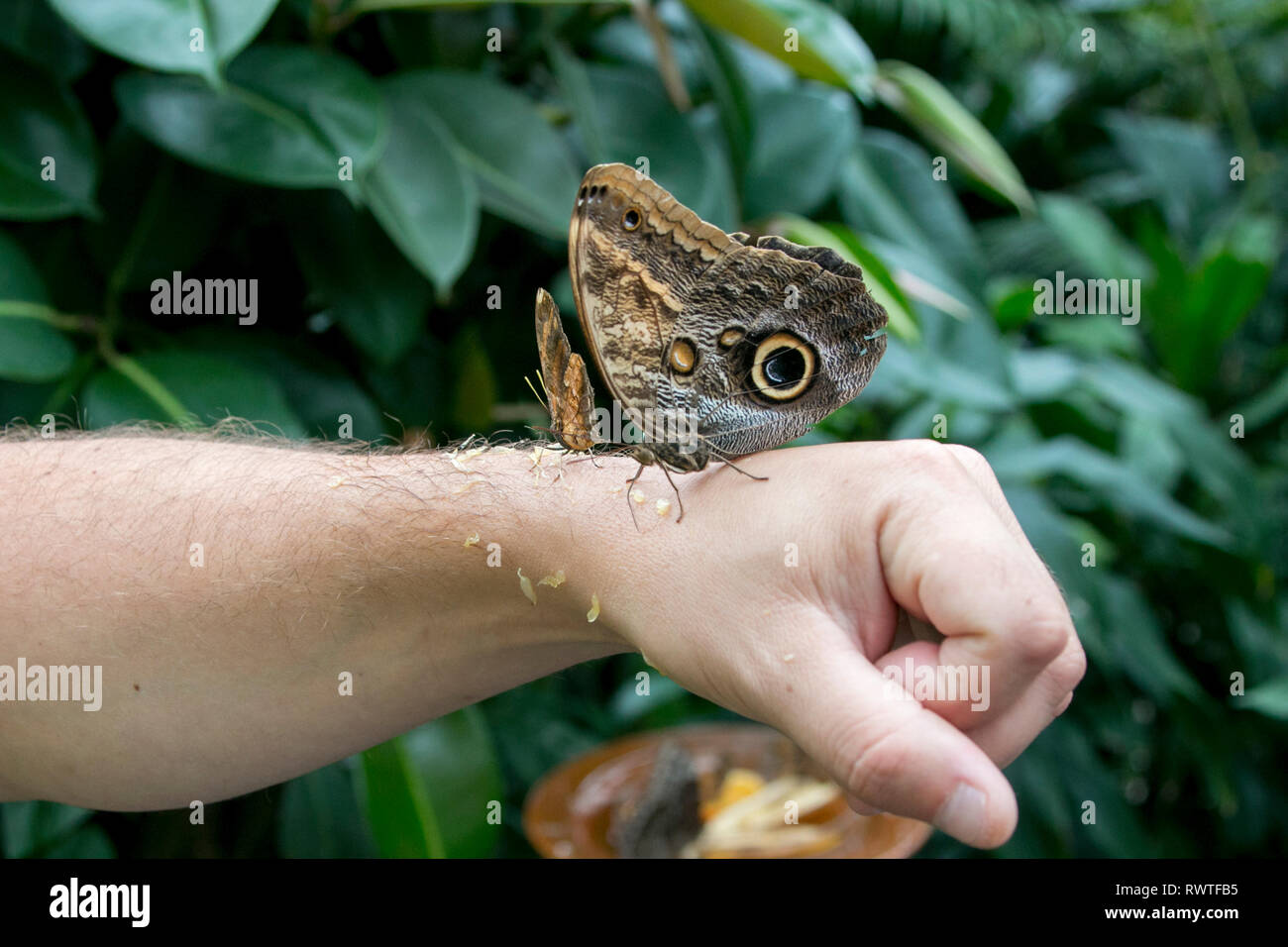 Hand insect hi-res stock photography and images - Alamy
