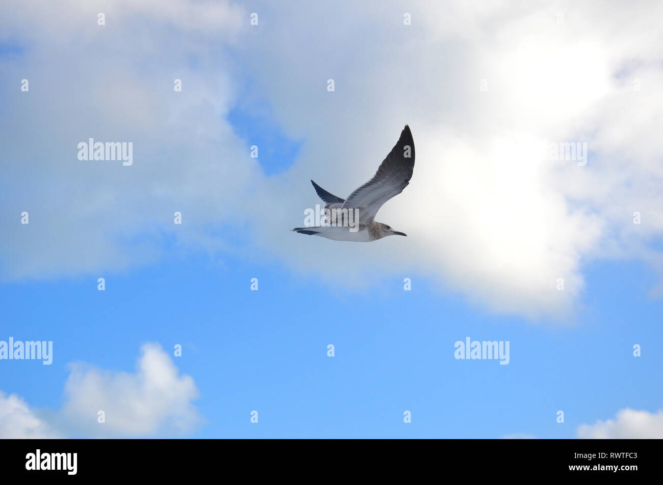 Seagull flying over Disney Dream Cruise Ship Stock Photo - Alamy