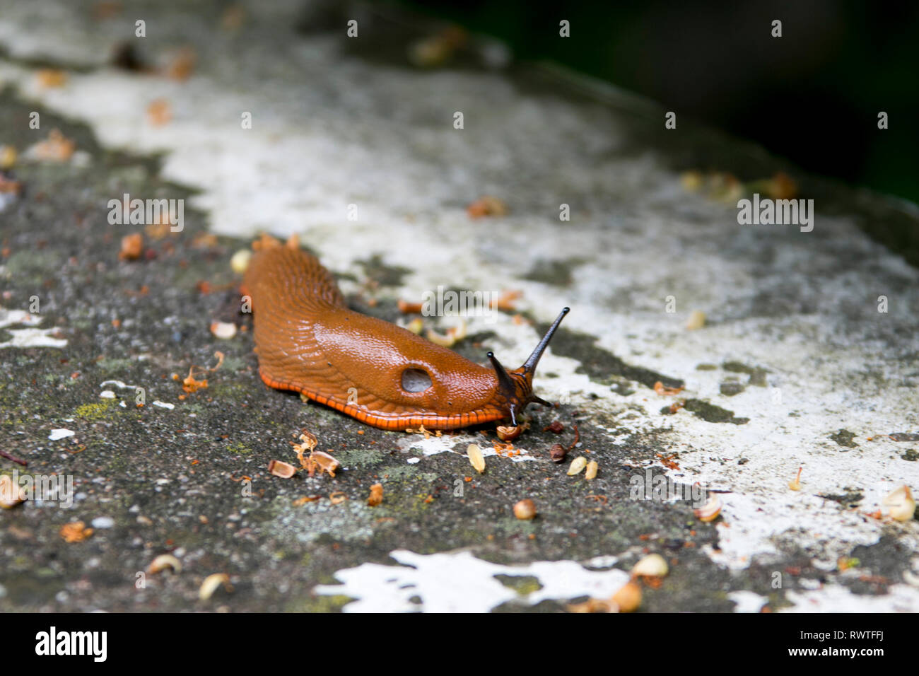 Invertebrate mollusk hi-res stock photography and images - Alamy