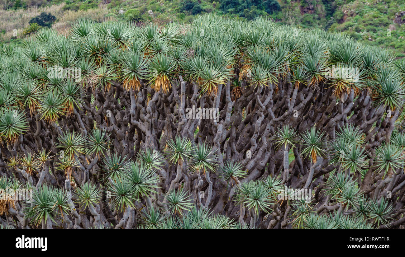 Drago tree crown hi-res stock photography and images - Alamy