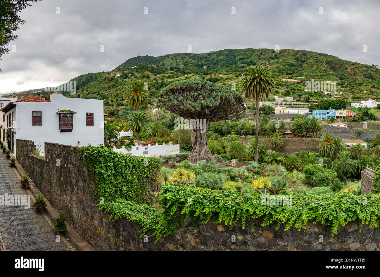Famous Drago Milenario and street, Millennial Dragon Tree in Tenerife ...