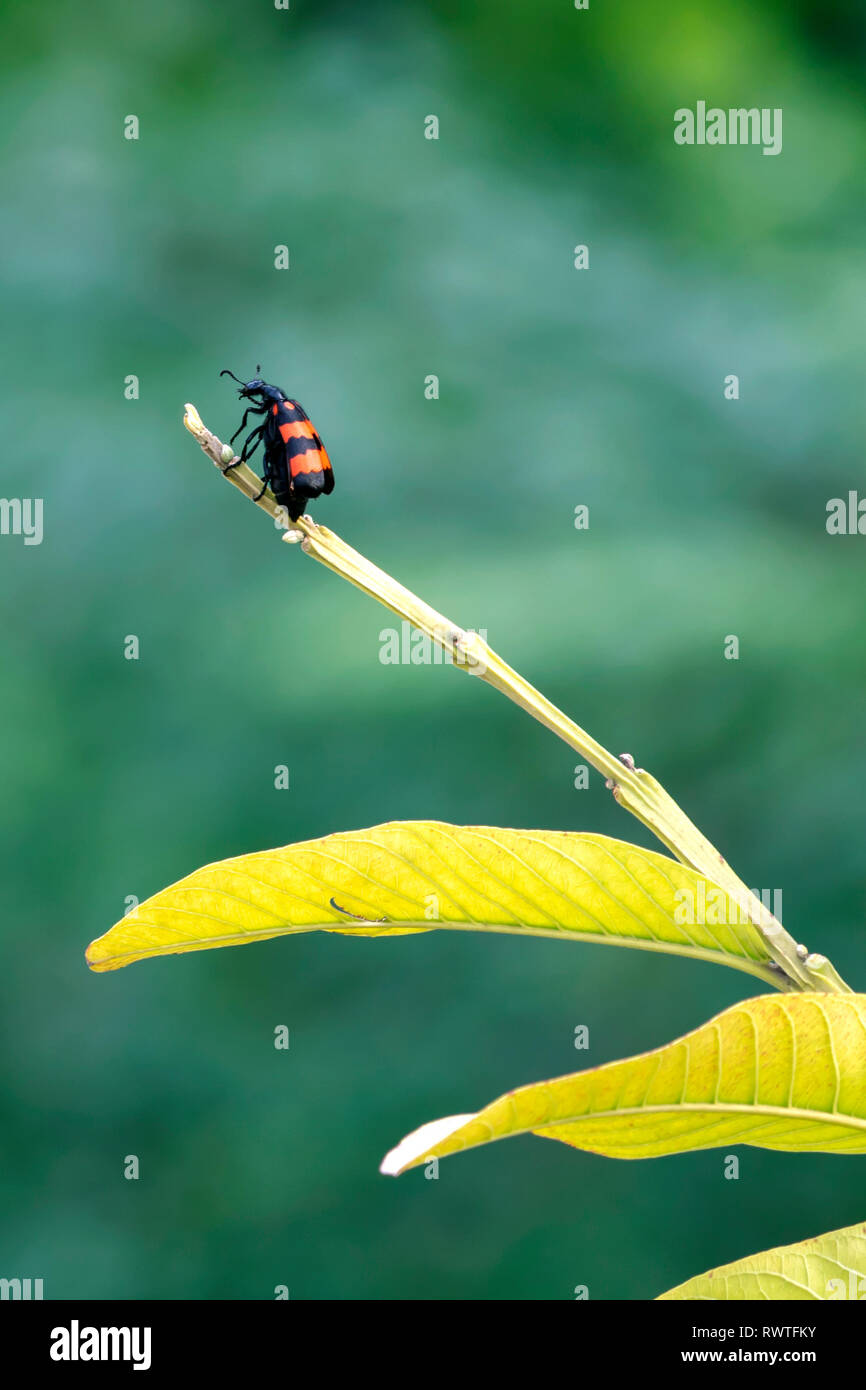Common house bugs hi-res stock photography and images - Alamy