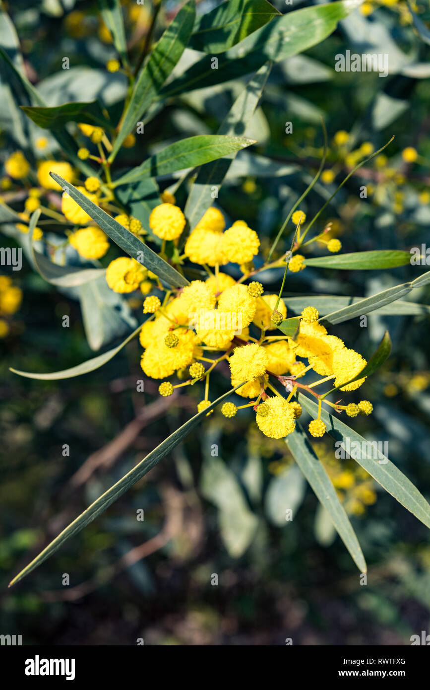 Morning dew forest wild herbs plants and grass Stock Photo - Alamy