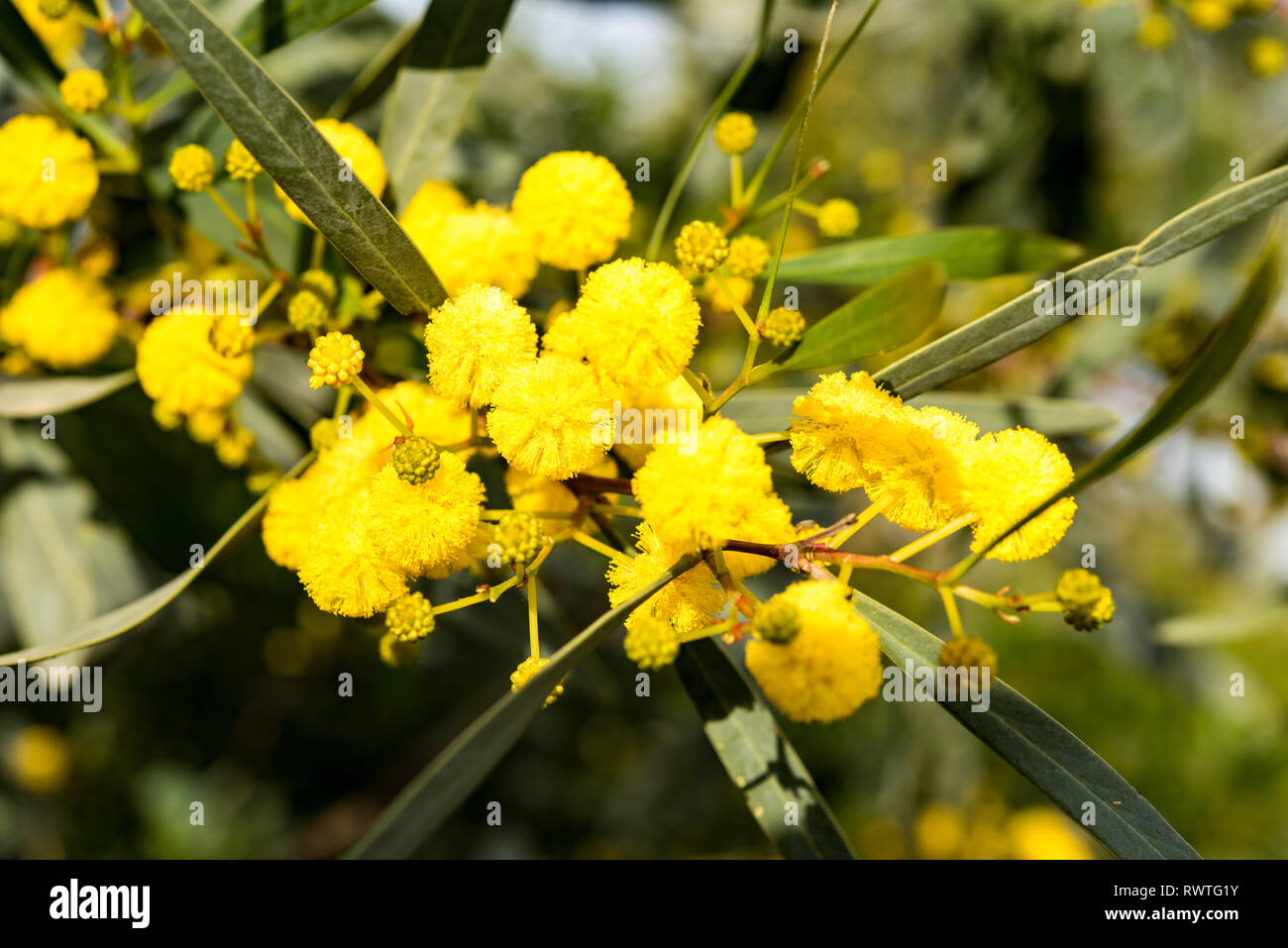 Morning dew forest wild herbs plants and grass Stock Photo - Alamy