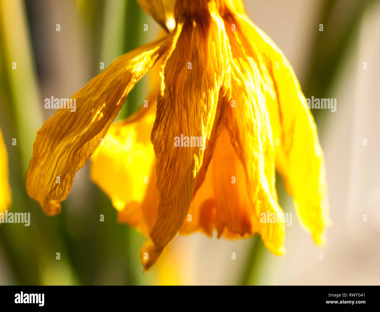 Dying daffodils hi-res stock photography and images - Alamy