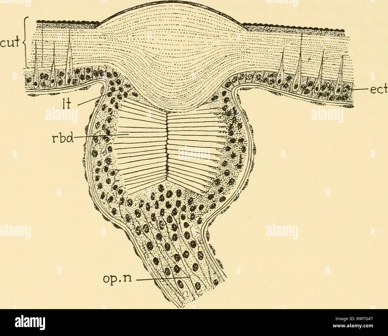 Embryology of insects and myriapods Stock Photo - Alamy