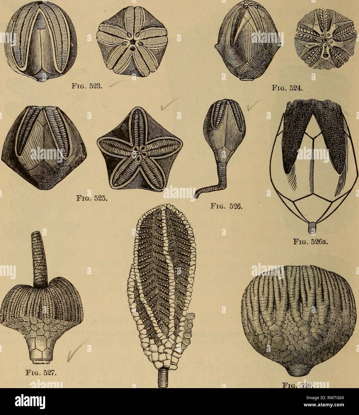Elements of geology a Stock Photo - Alamy