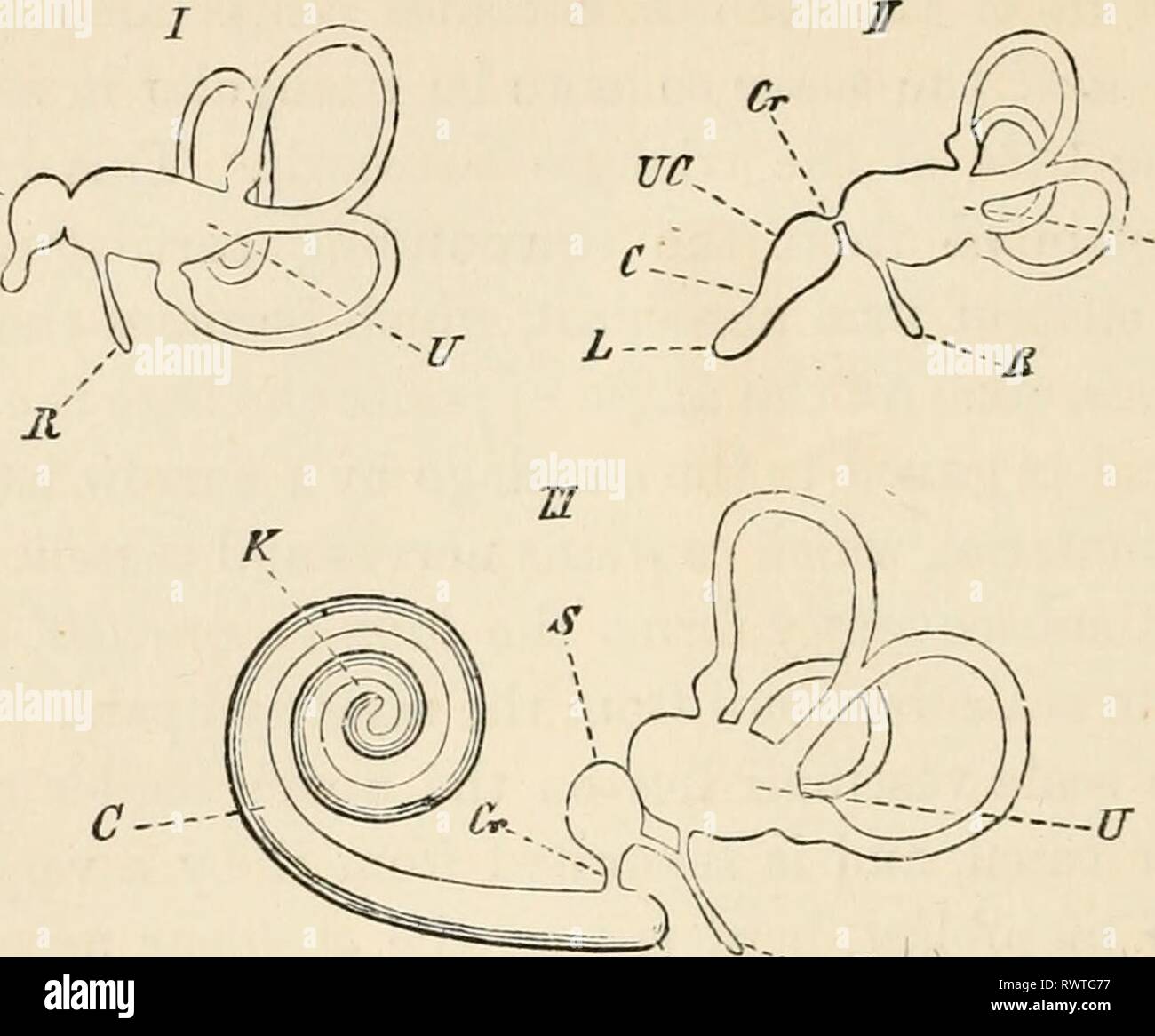 Cochlear labyrinth hi-res stock photography and images - Alamy