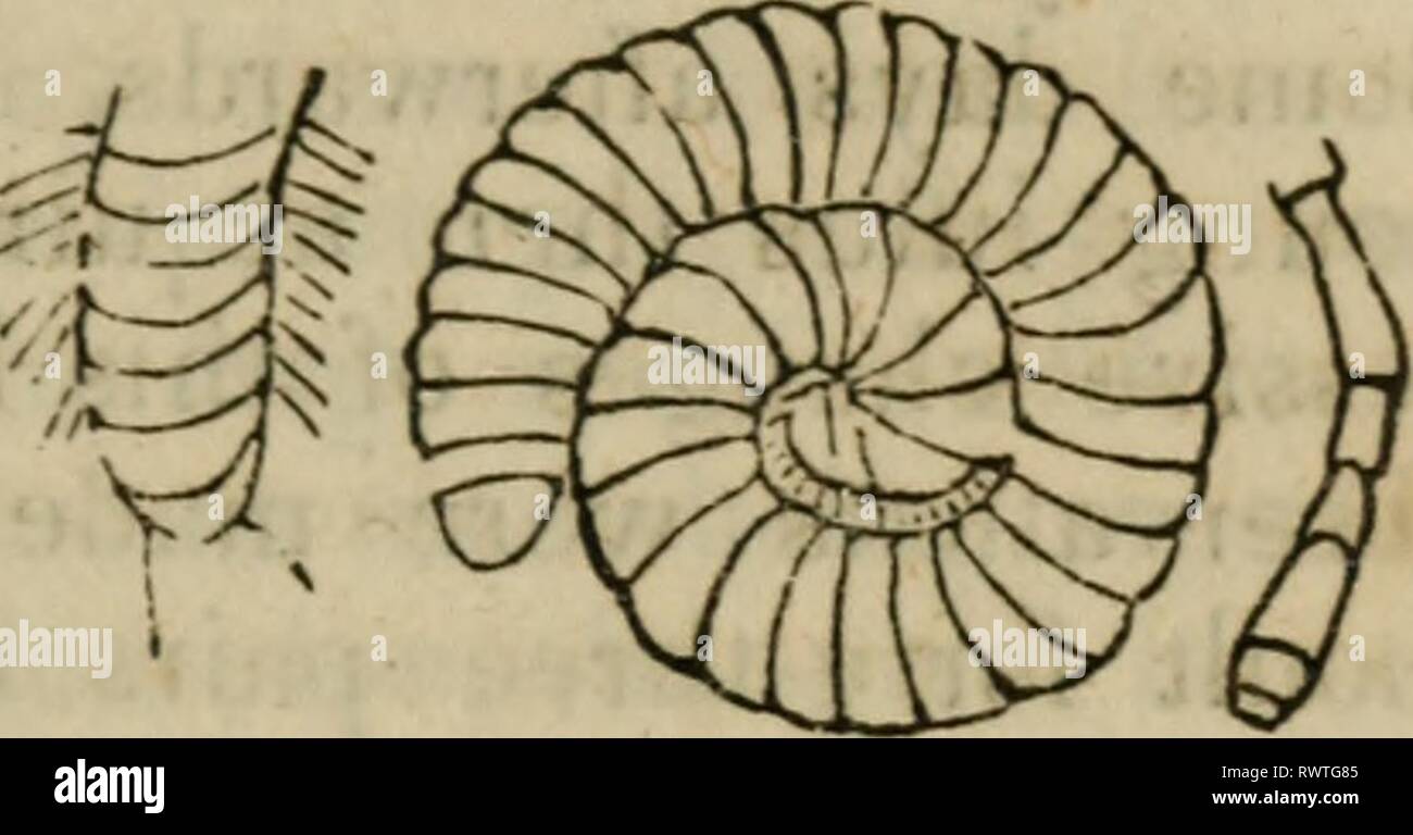 Elements of zoology, or, Natural Stock Photo - Alamy