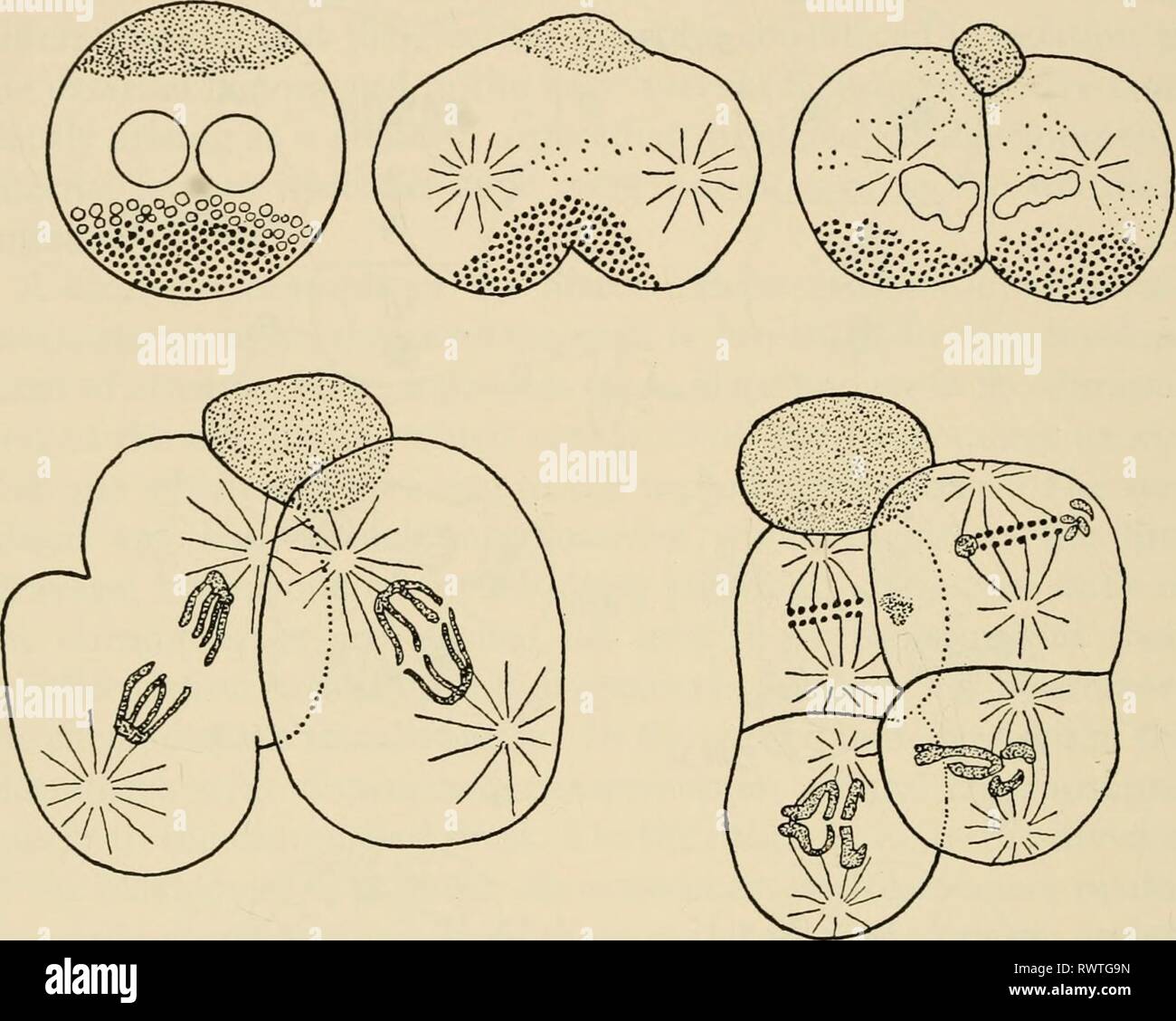 The elements of experimental embryology Stock Photo - Alamy