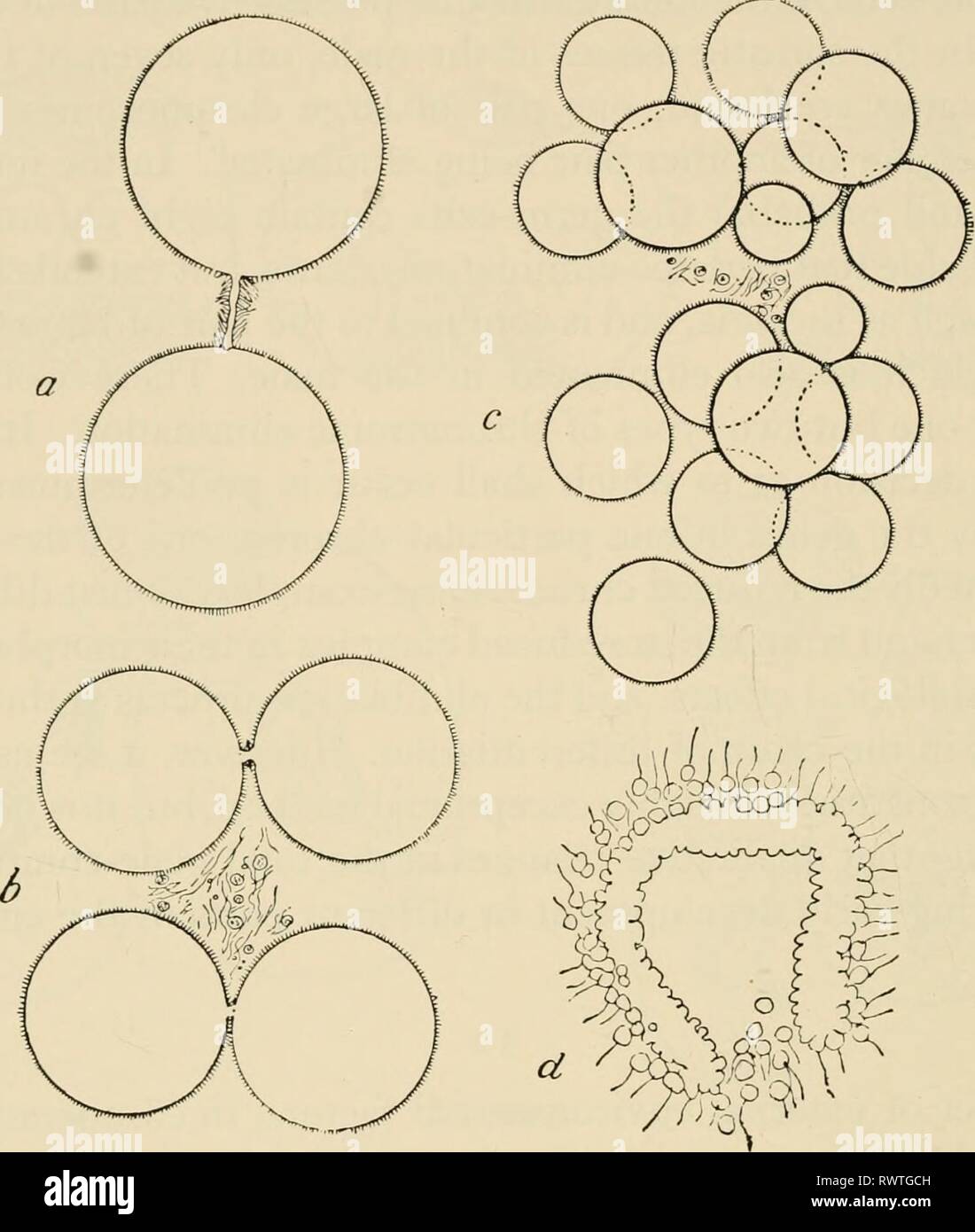 The elements of experimental embryology Stock Photo - Alamy