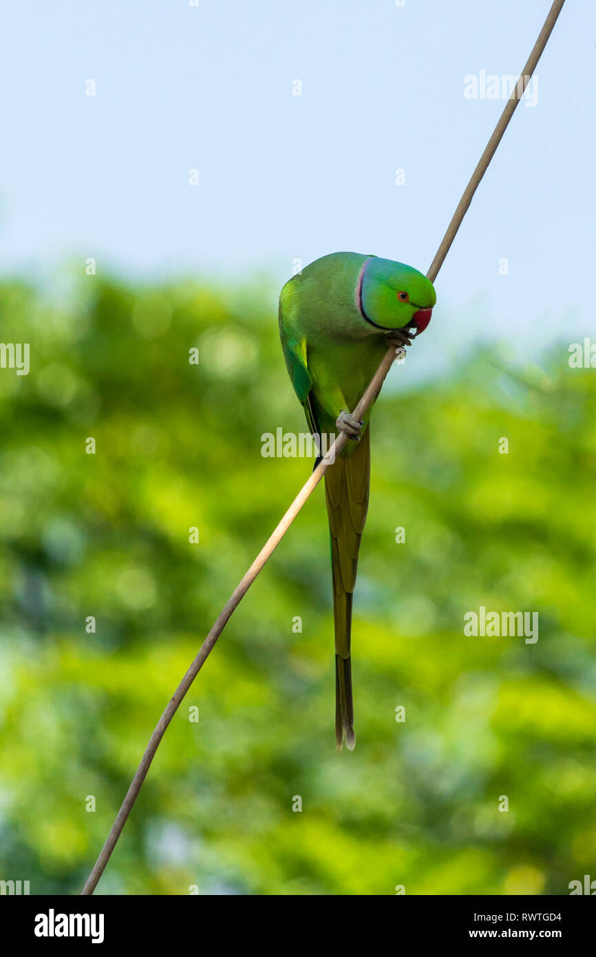 Indian parrot hi-res stock photography and images - Alamy