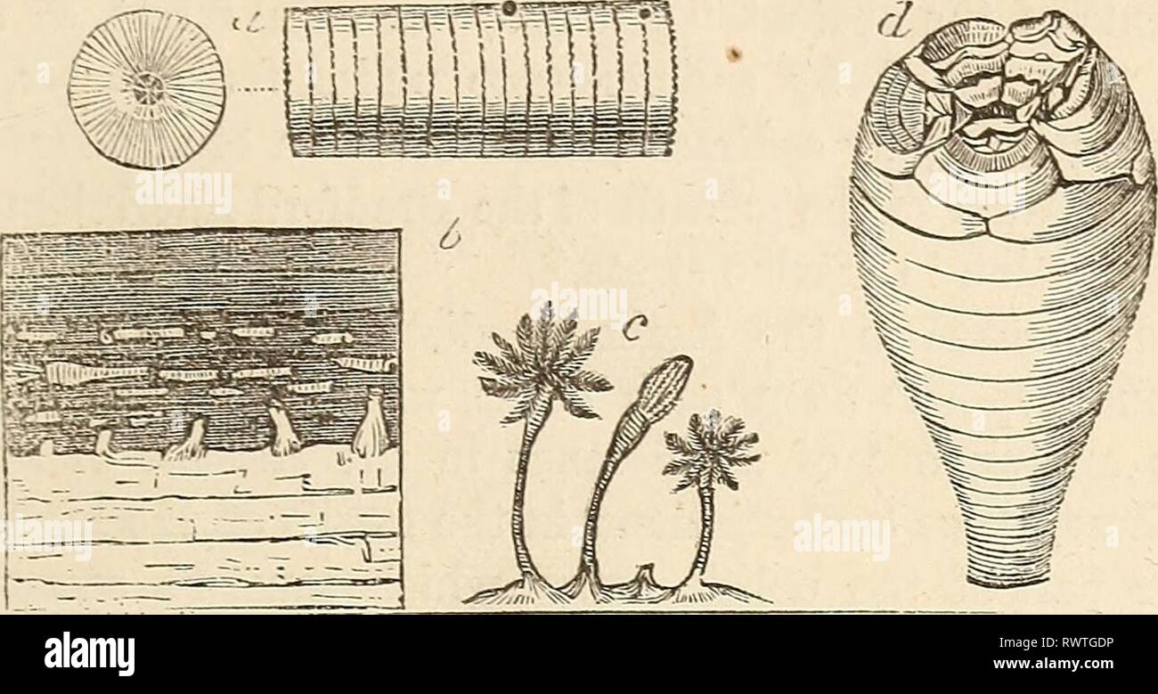 Elements of geology, or, The Elements of geology, or, The ancient ...