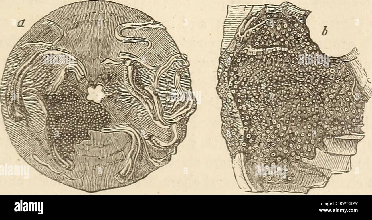 Elements of geology, or, The Elements of geology, or, The ancient ...