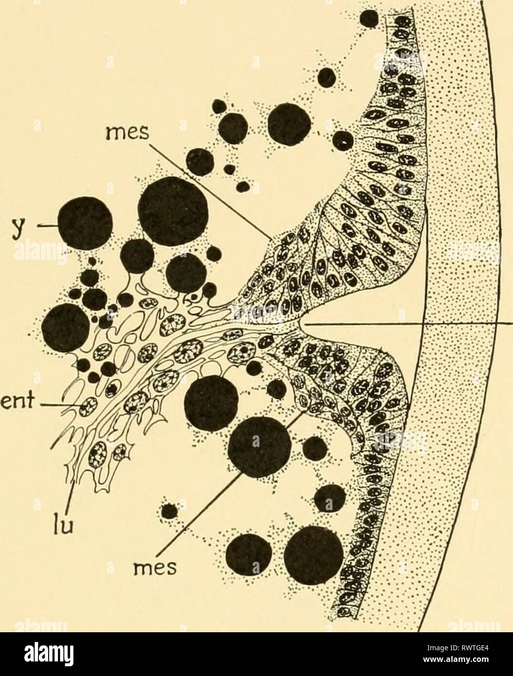 Embryology of insects and myriapods Stock Photo - Alamy