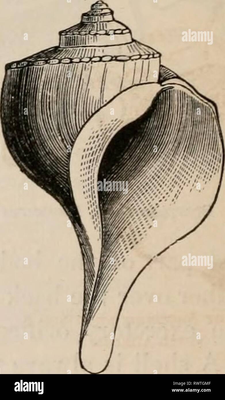Canaliculate hi-res stock photography and images - Alamy