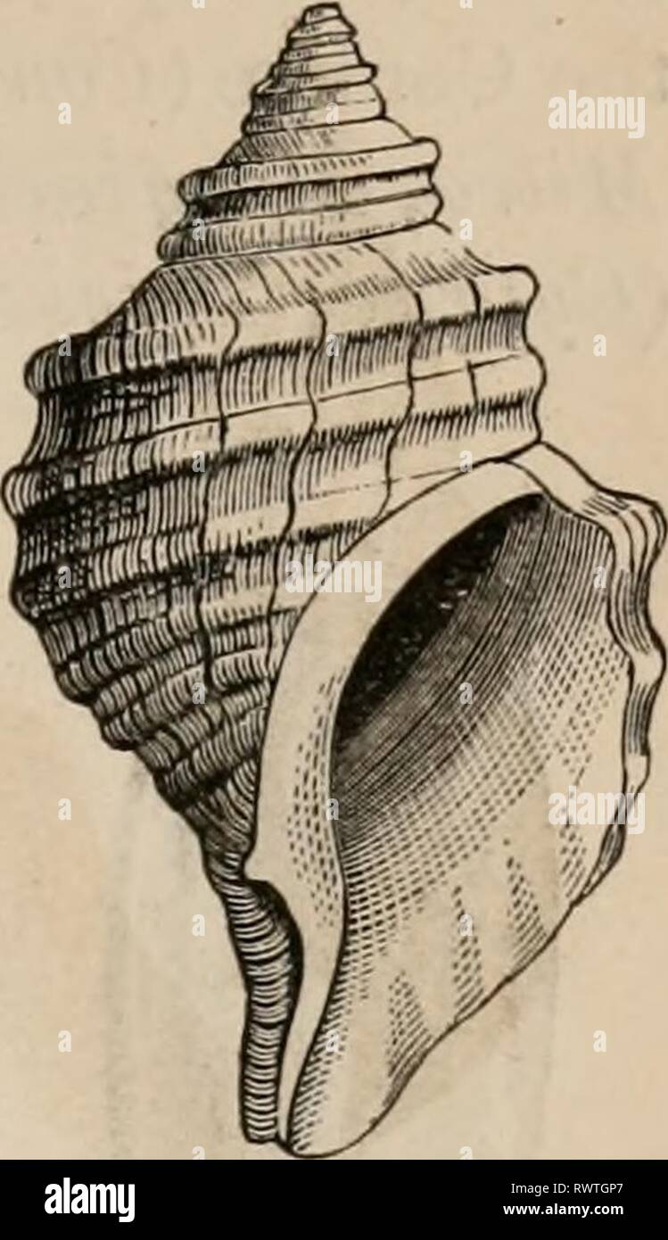 Ranella granifera hi-res stock photography and images - Alamy