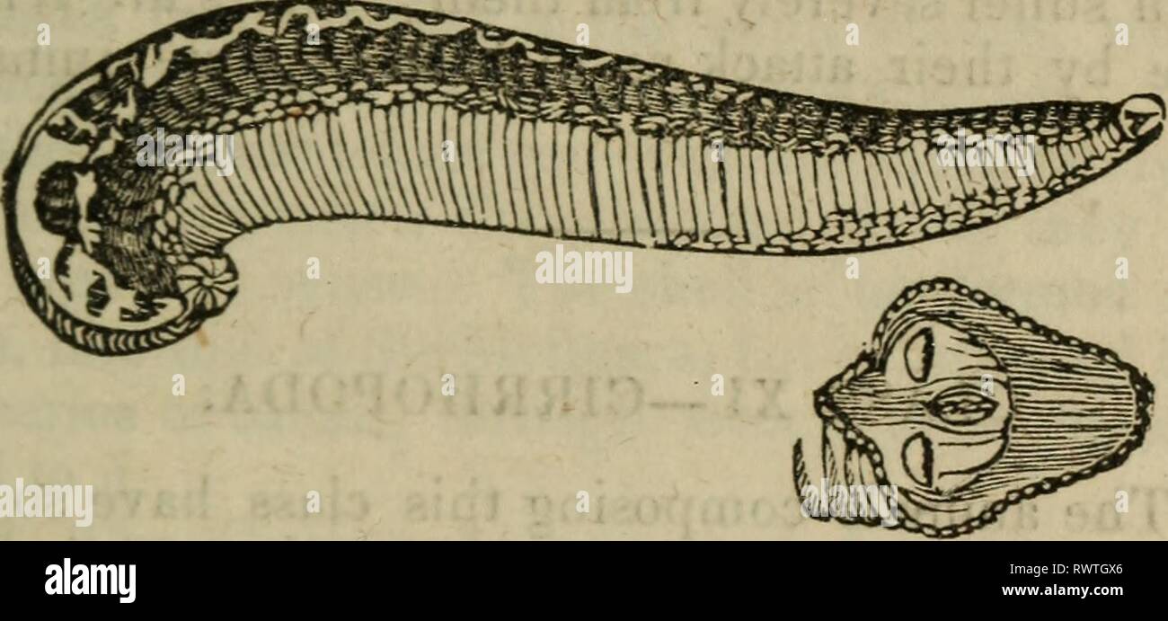 Leech mouth hi-res stock photography and images - Alamy