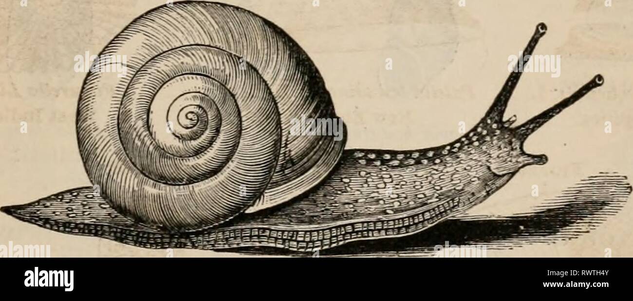 Bulimus hi-res stock photography and images - Alamy