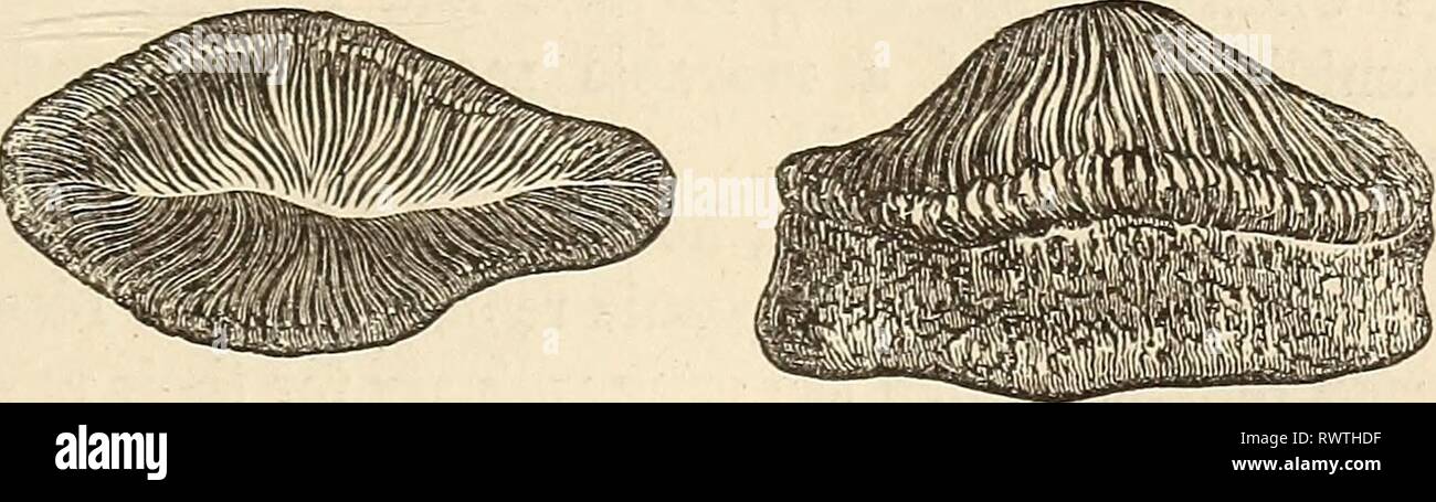 Elements of geology, or, The Elements of geology, or, The ancient ...