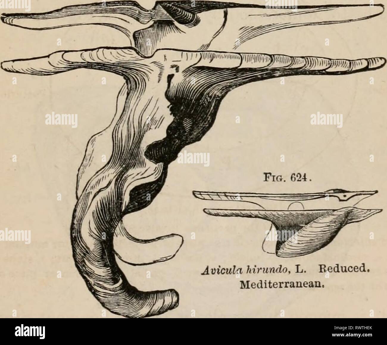 Avicula hi-res stock photography and images - Alamy
