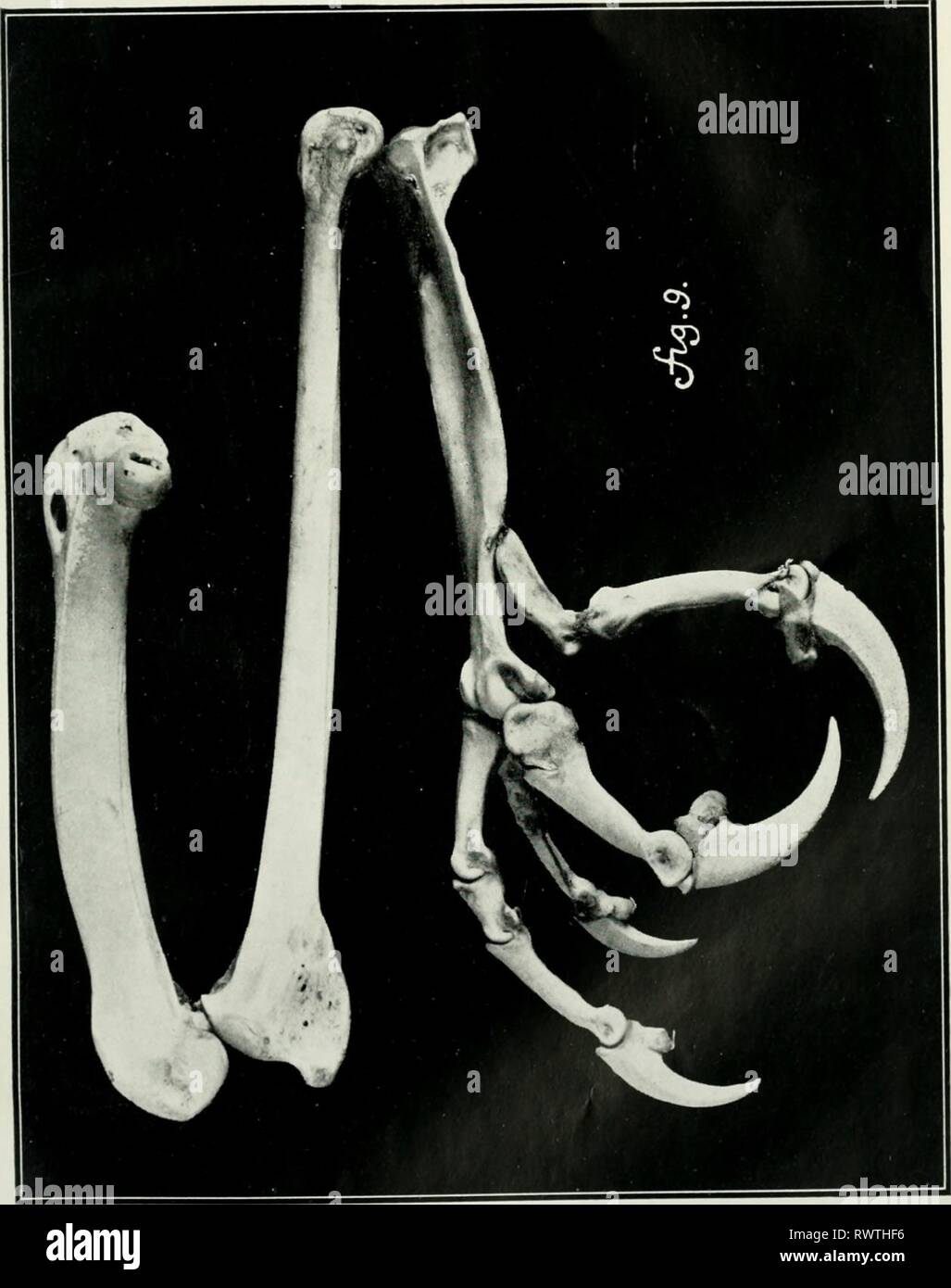 The Emu (1901 Stock Photo - Alamy