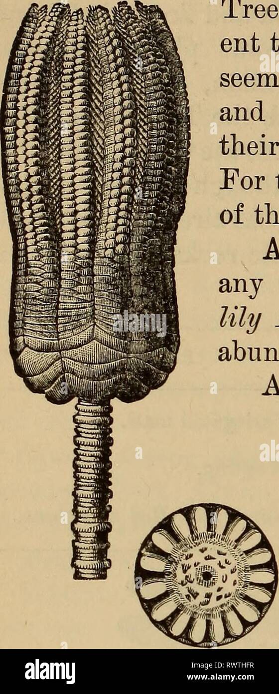 Elements of geology a Stock Photo - Alamy