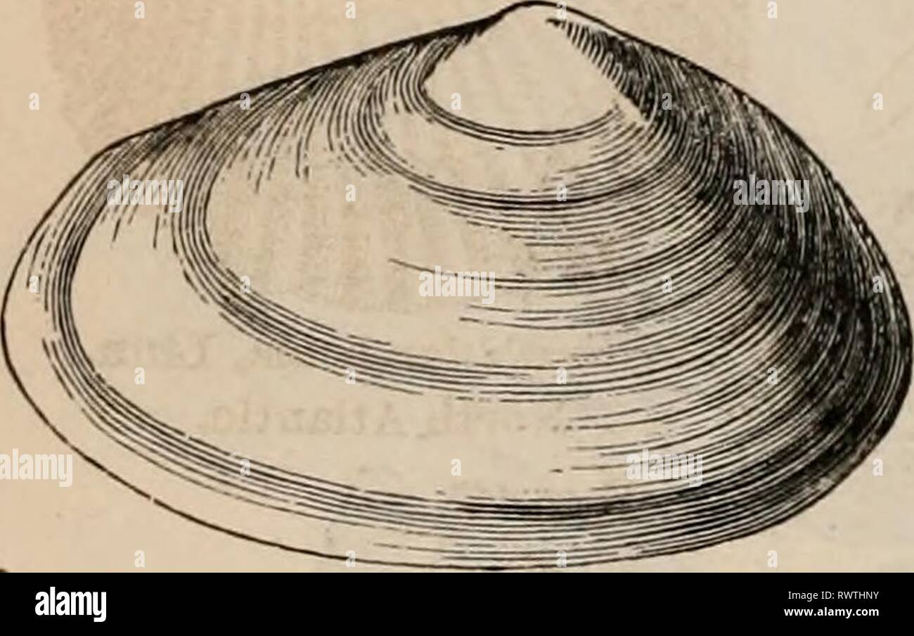 Elements of zoölogy a Elements of zoölogy : a textbook ...