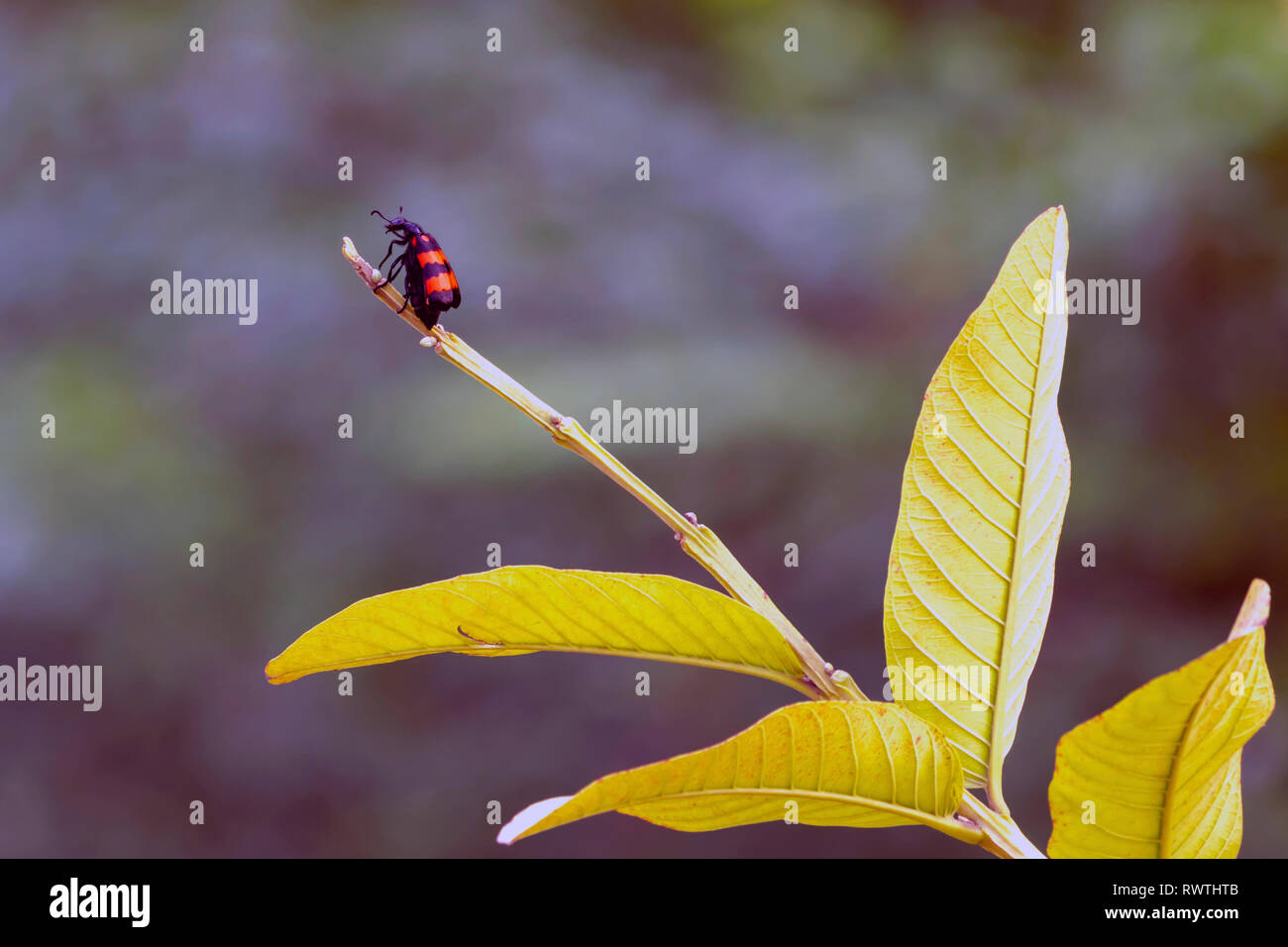 Red and black insects hi-res stock photography and images - Alamy